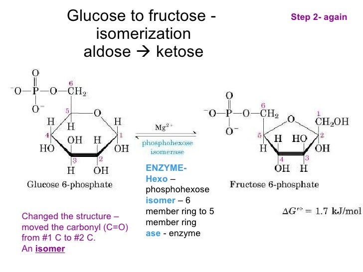 Short version glycolysis