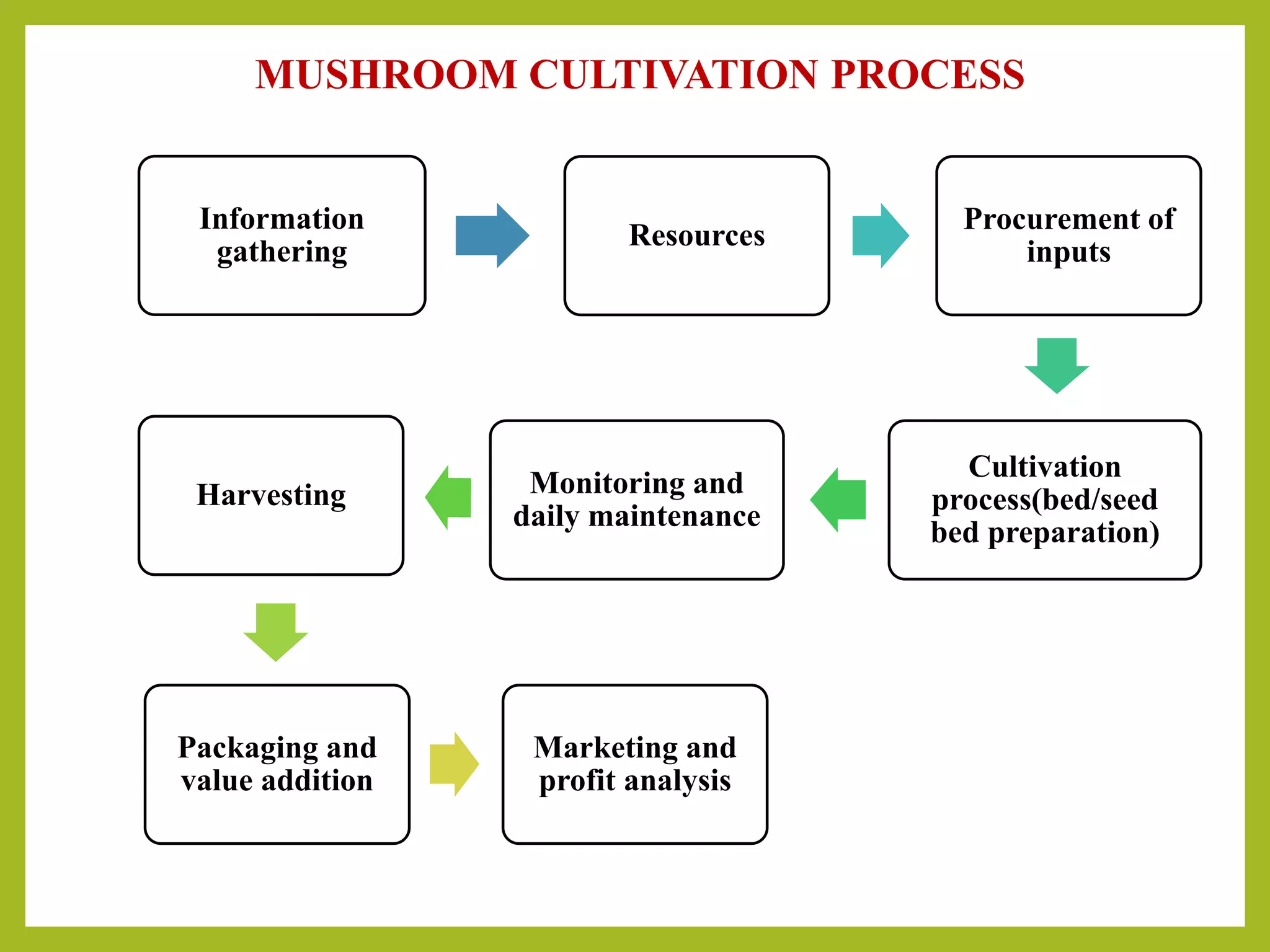 Milky mushroom cultivation process and its cost analysis | PPTX