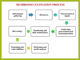 Milky mushroom cultivation process and its cost analysis | PPTX