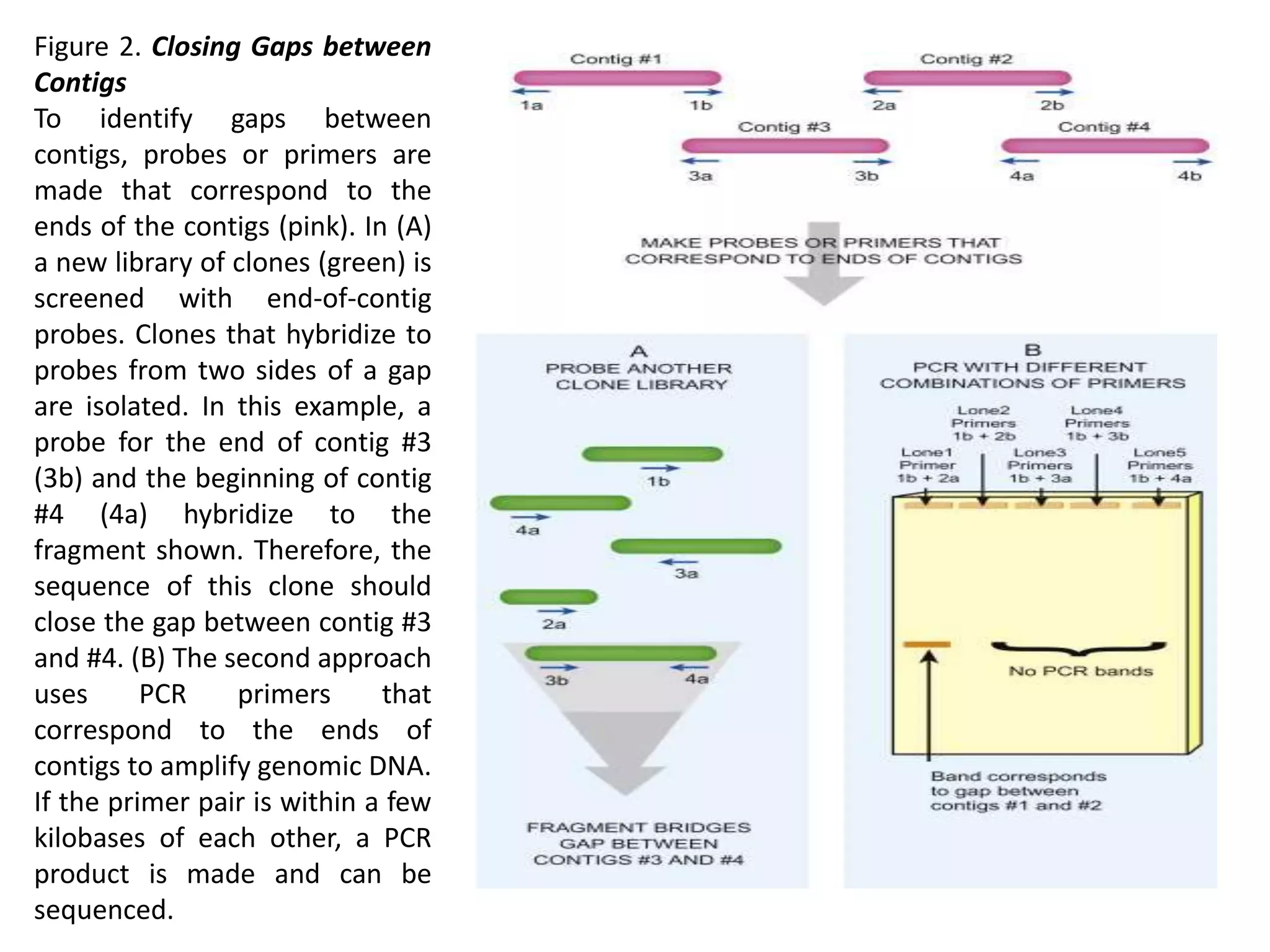 Shotgun and clone contig method | PPTX