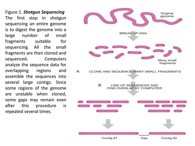 Shotgun and clone contig method | PPTX | Genetics | Science