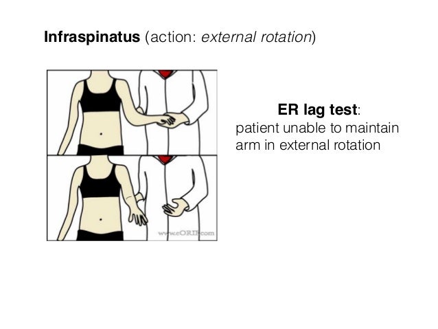 Shoulder Anatomy And Pathology
