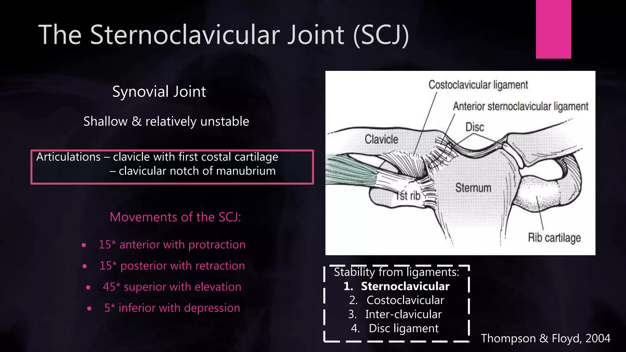 The Shoulder: Anatomy and Function | PPTX