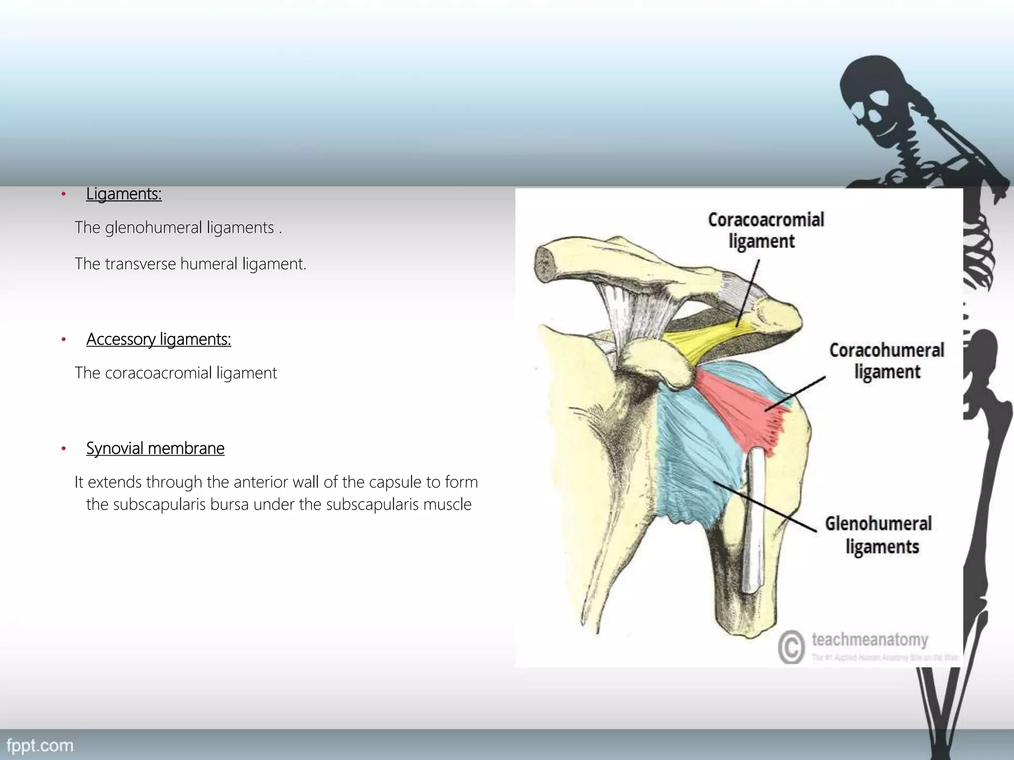 Shoulder | PPT