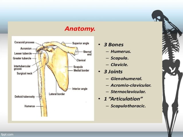 Shoulder | PPT