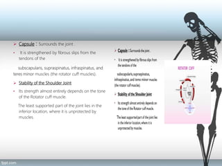 Shoulder | PPT