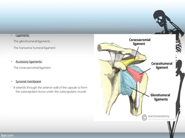 Shoulder | PPT