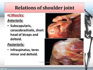 Shoulder | PPT