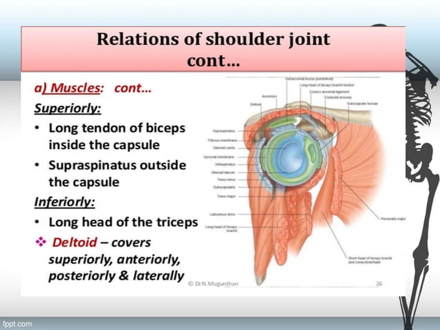 Shoulder | PPT