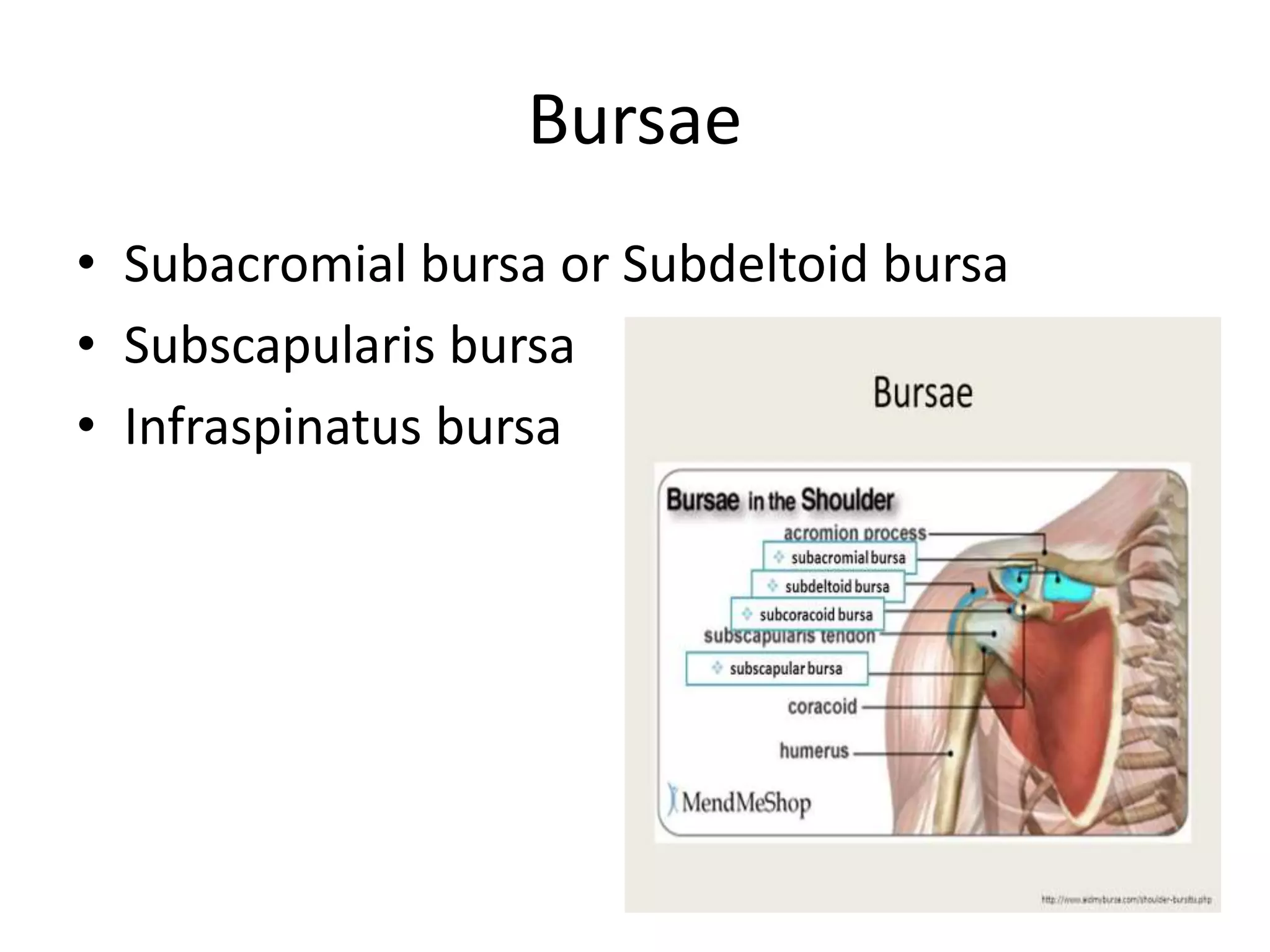 anatomy and biomechanics of Shoulder joint | PPT