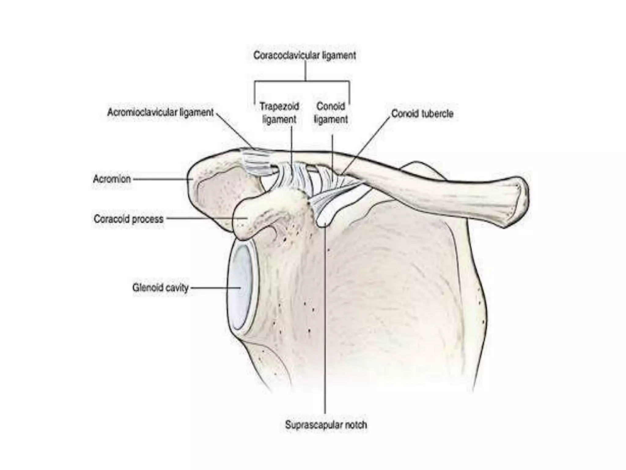 anatomy and biomechanics of Shoulder joint | PPT
