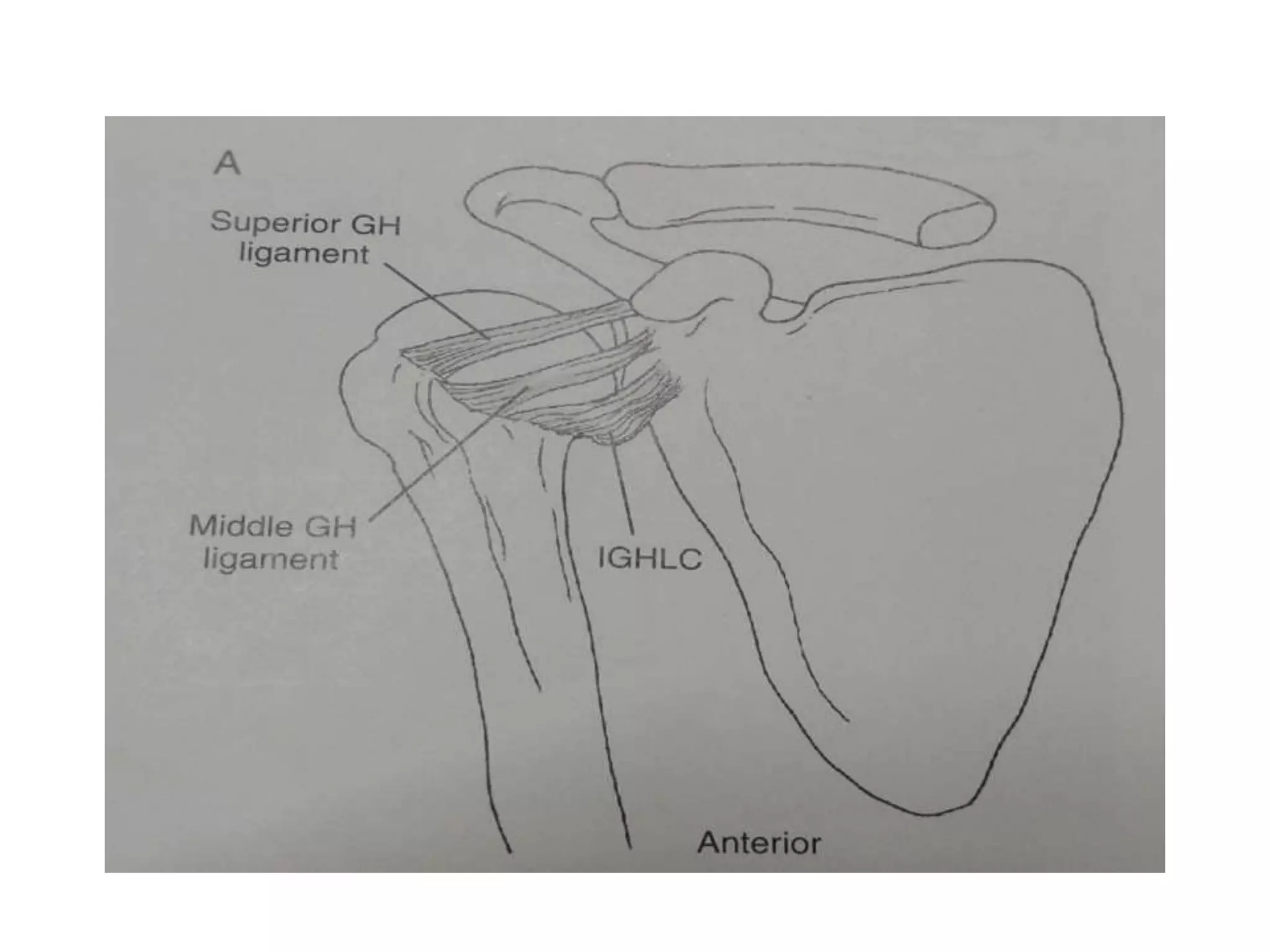 anatomy and biomechanics of Shoulder joint | PPT