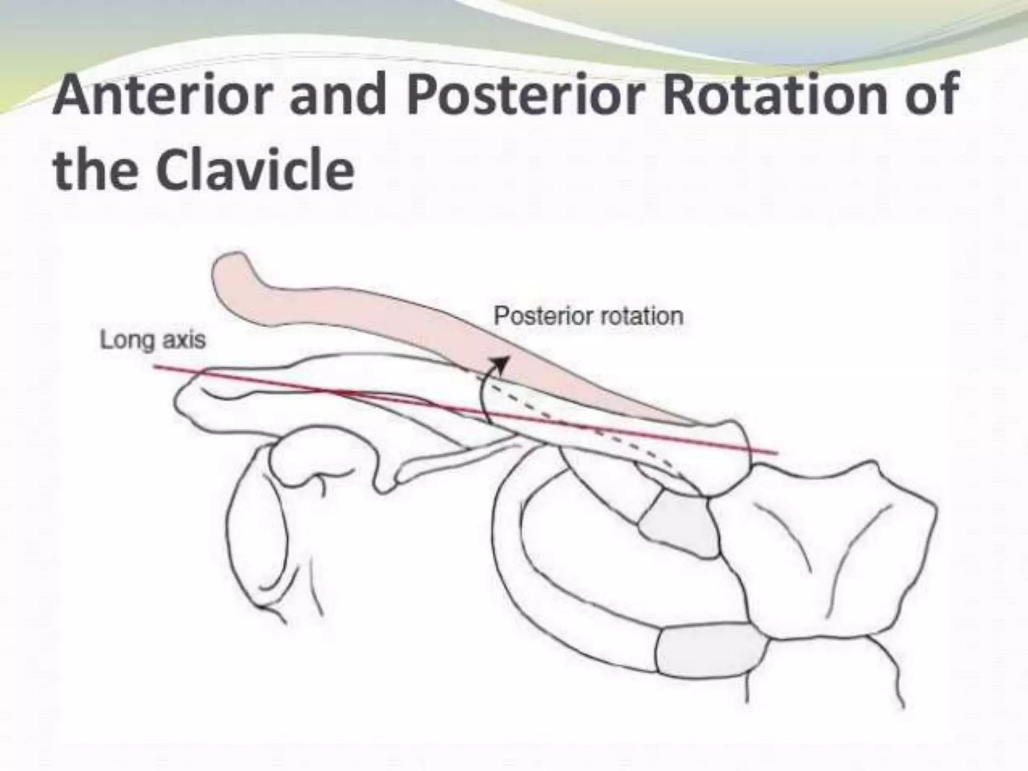 Anatomy and Biomechanics of shoulder complex | PPTX