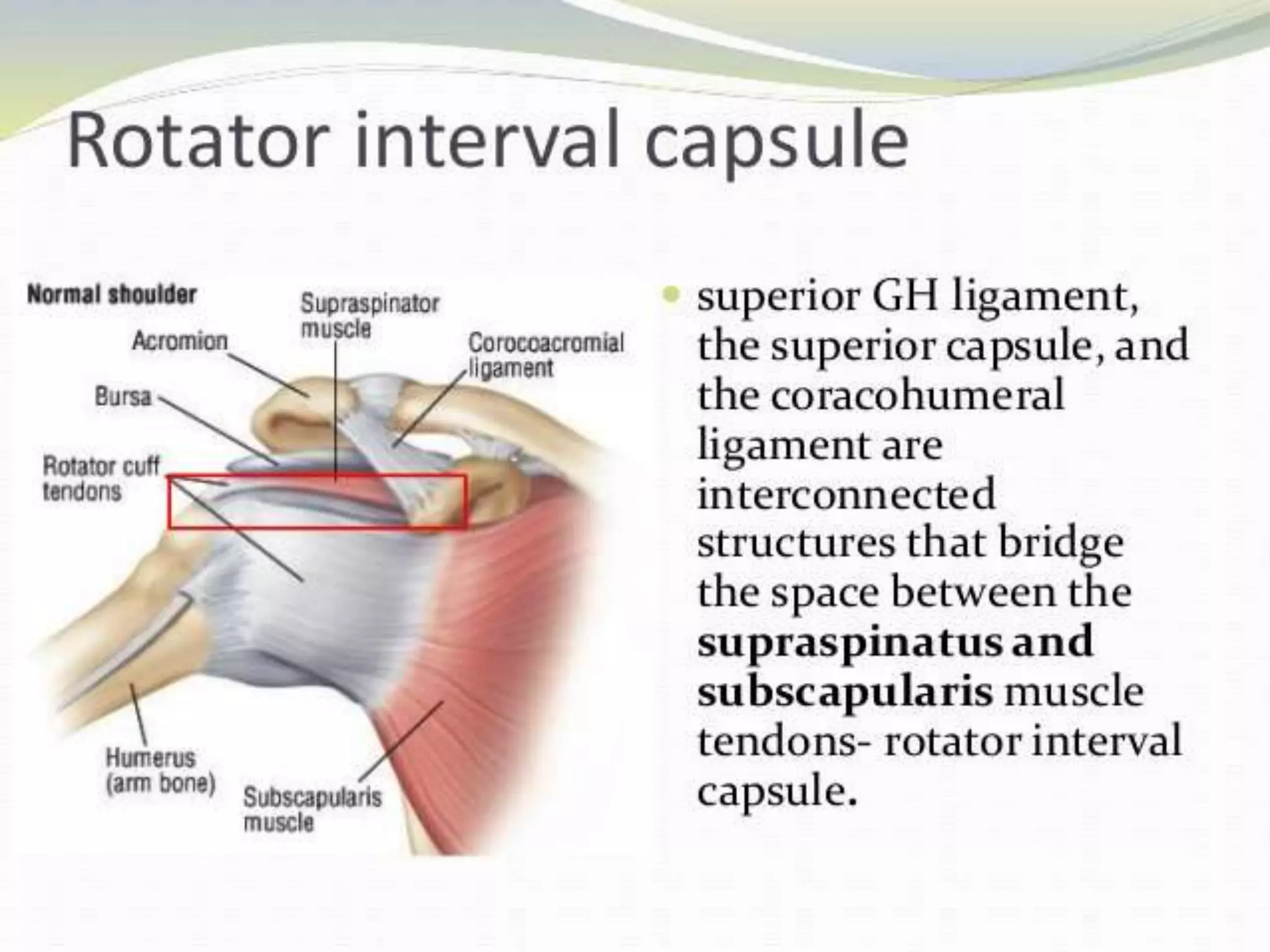 Anatomy and Biomechanics of shoulder complex | PPT