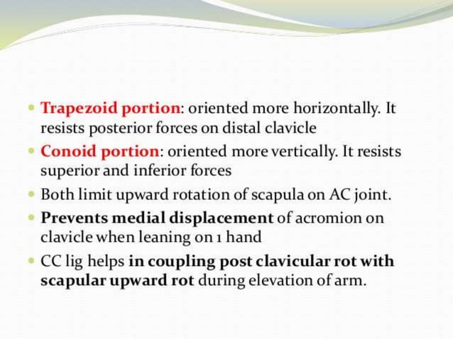 Anatomy and Biomechanics of shoulder complex | PPT | Free Download