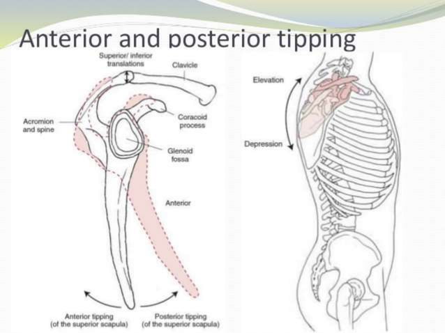 Anatomy and Biomechanics of shoulder complex | PPT
