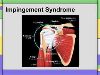 Shoulder anatomy | PPT