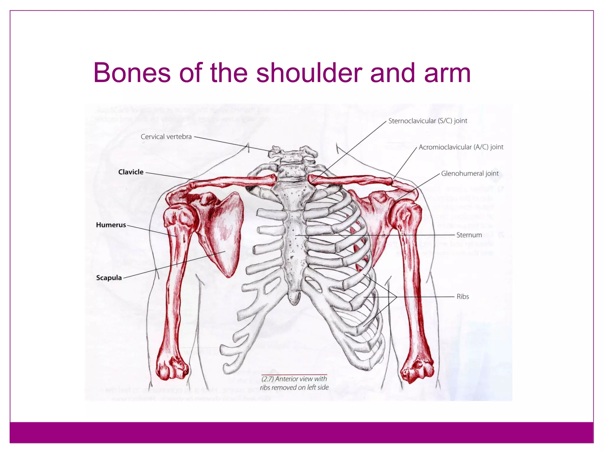 Shoulder & Arm 1 | PPT