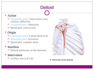 Shoulder & Arm 1 | PPT
