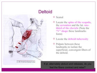 Shoulder & Arm 1 | PPT
