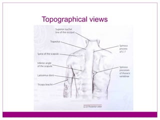 Shoulder & Arm 1 | PPT