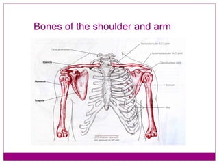 Shoulder & Arm 1 | PPT
