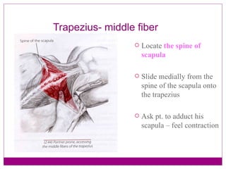 Shoulder & Arm 2 | PPT