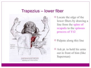 Shoulder & Arm 2 | PPT