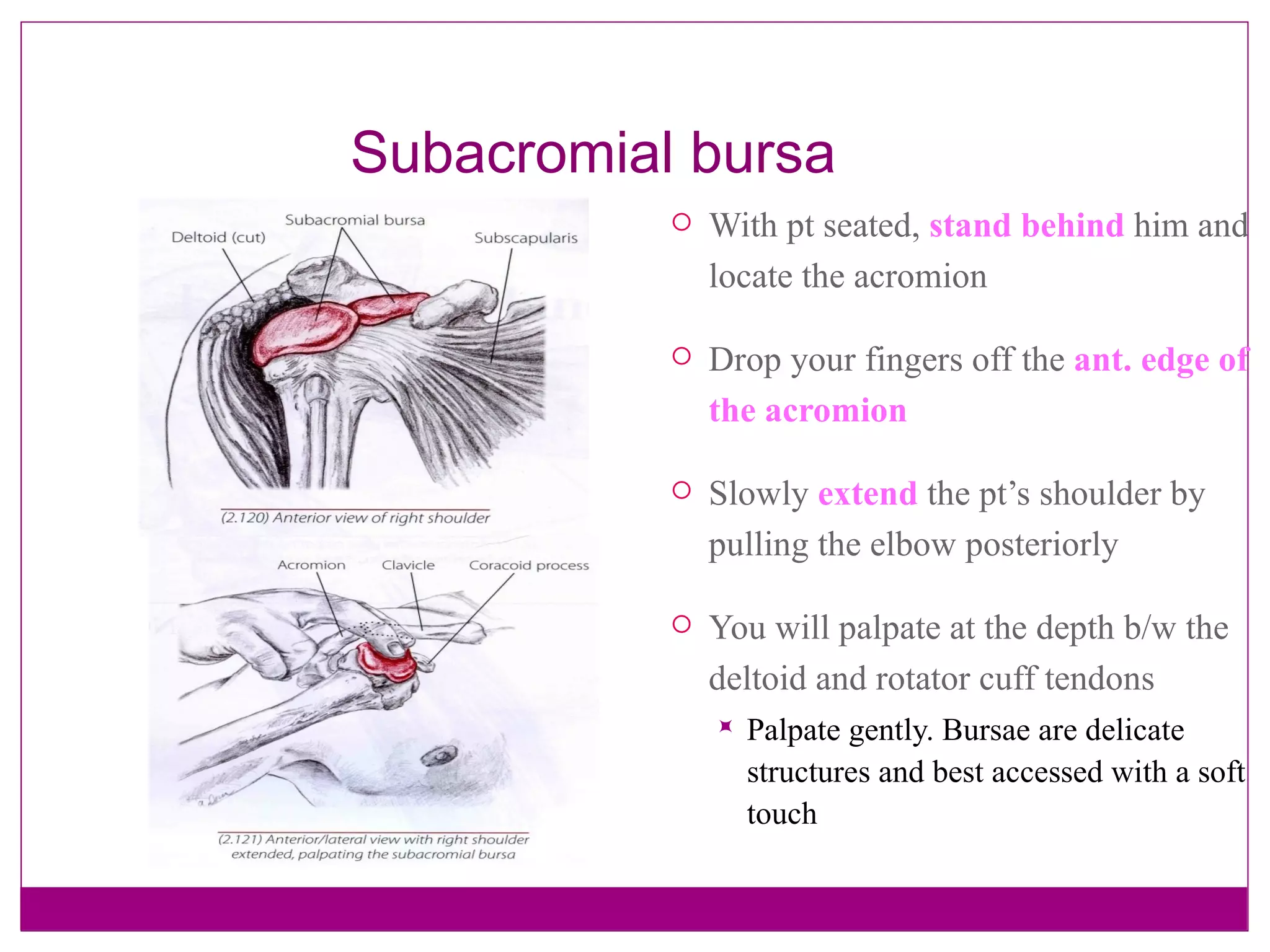 Shoulder & Arm 3 | PPT