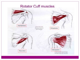 Shoulder & Arm 3 | PPT