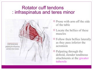 Shoulder & Arm 3 | PPT