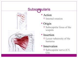 Shoulder & Arm 3 | PPT