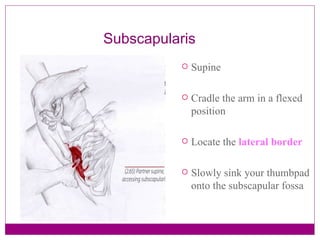 Shoulder & Arm 3 | PPT