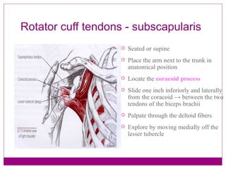 Shoulder & Arm 3 | PPT