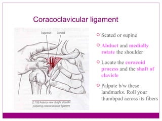 Shoulder & Arm 3 | PPT