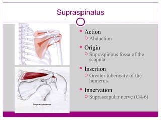 Shoulder & Arm 3 | PPT