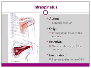 Shoulder & Arm 3 | PPT