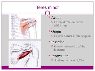 Shoulder & Arm 3 | PPT