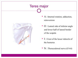 Shoulder & Arm 4 | PPT