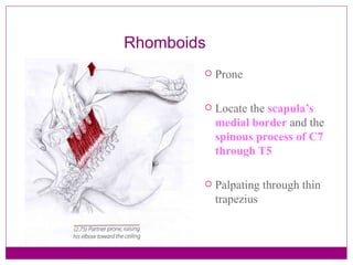 Shoulder & Arm 4 | PPT