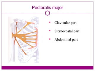 Shoulder & Arm 5 | PPT