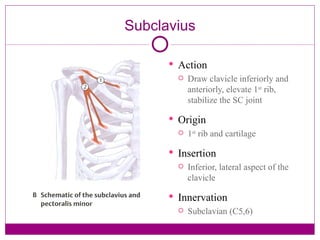 Shoulder & Arm 5 | PPT