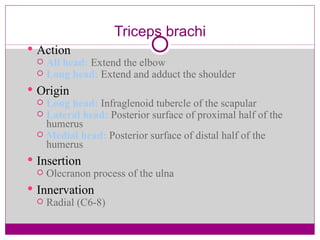 Shoulder & Arm 6 | PPT