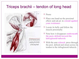 Shoulder & Arm 6 | PPT