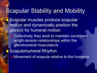 Shoulder rehab | PPT