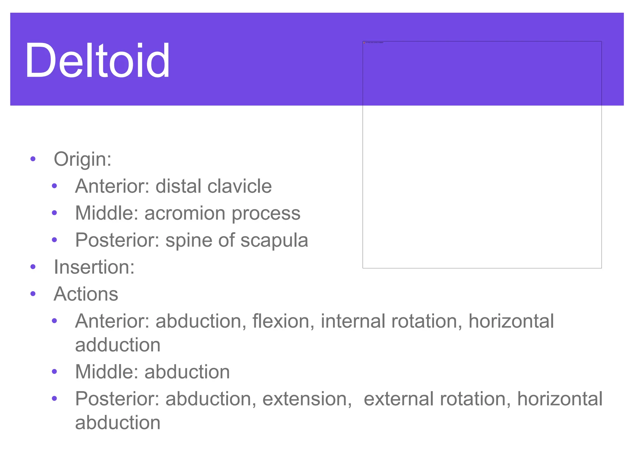 Shoulder-muscles.ppt