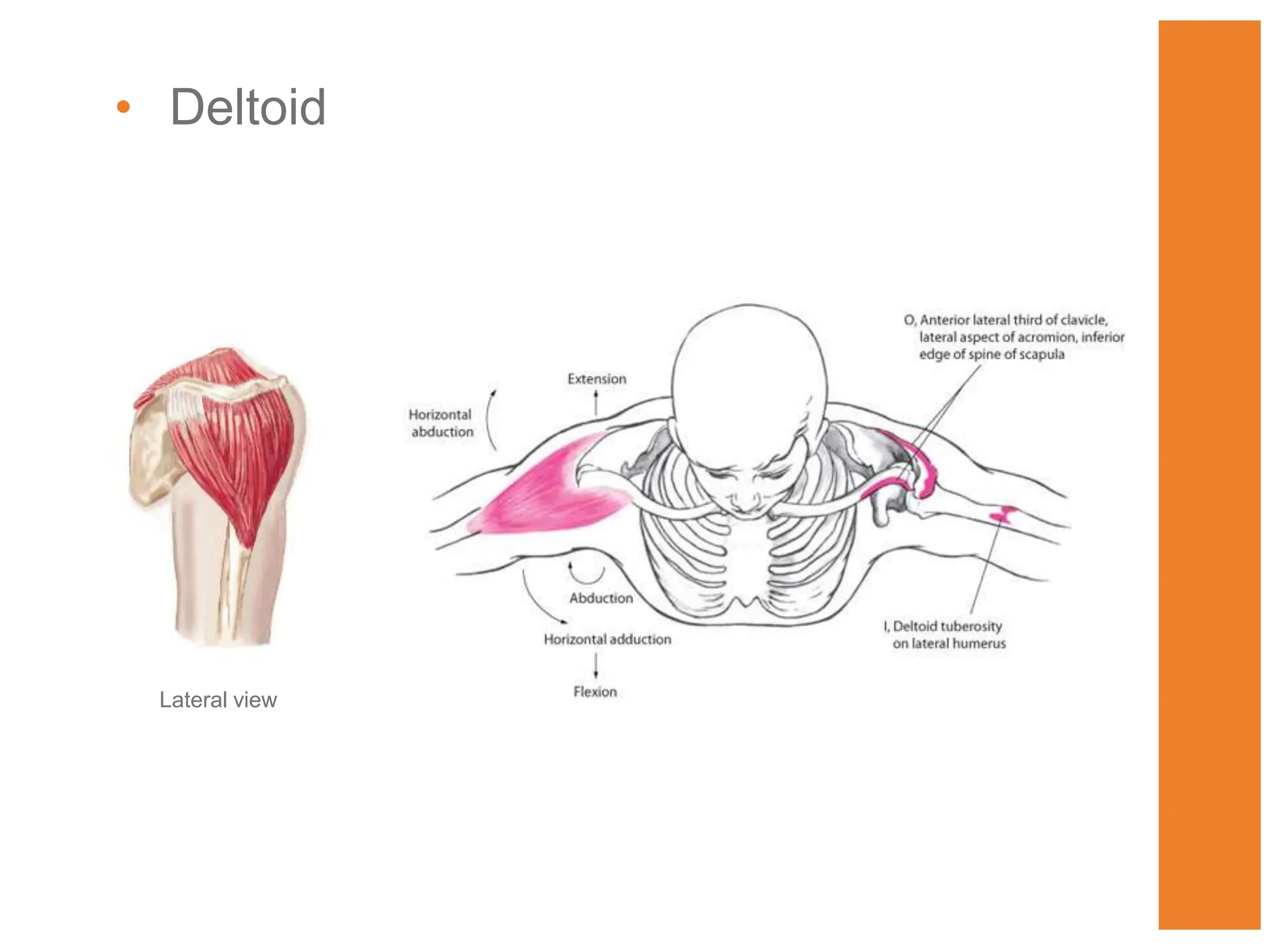 Shoulder-muscles.ppt