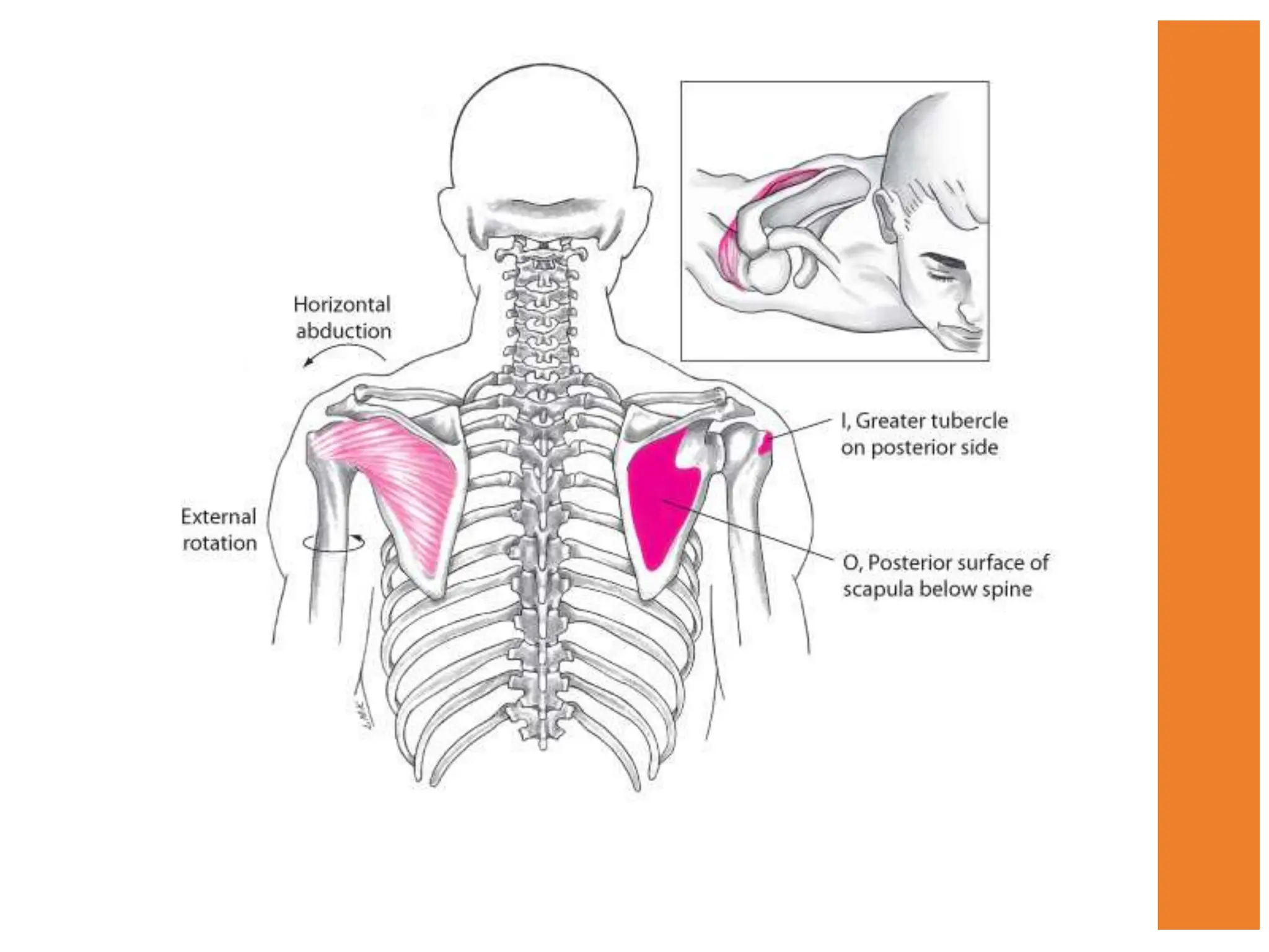 Shoulder-muscles.ppt