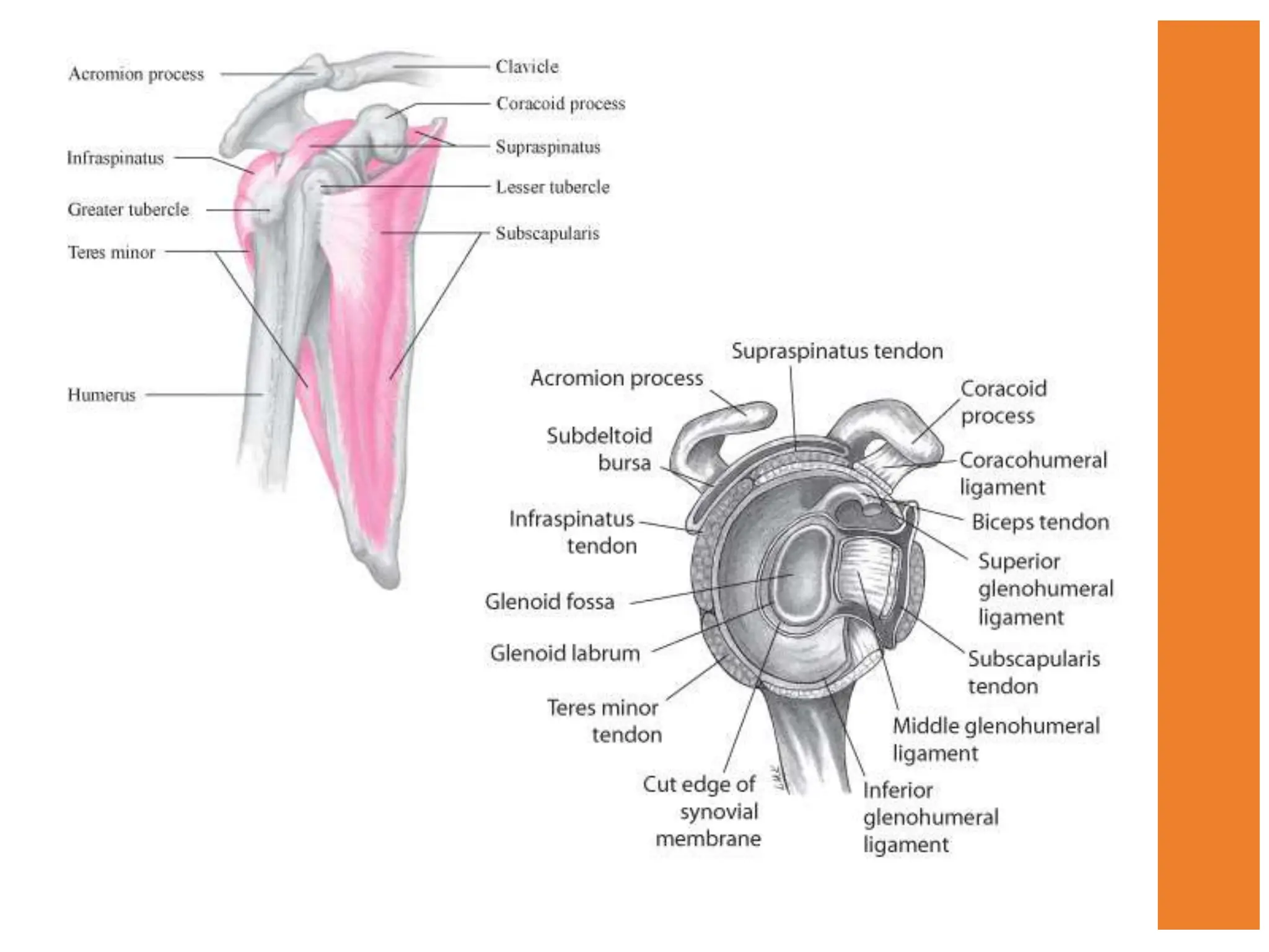 Shoulder-muscles.ppt