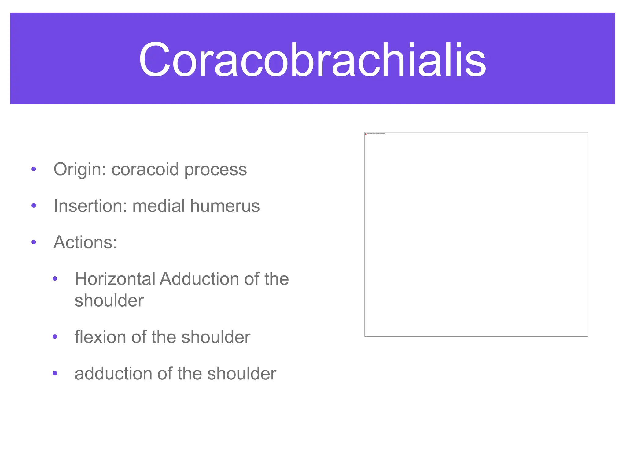 Shoulder-muscles.ppt